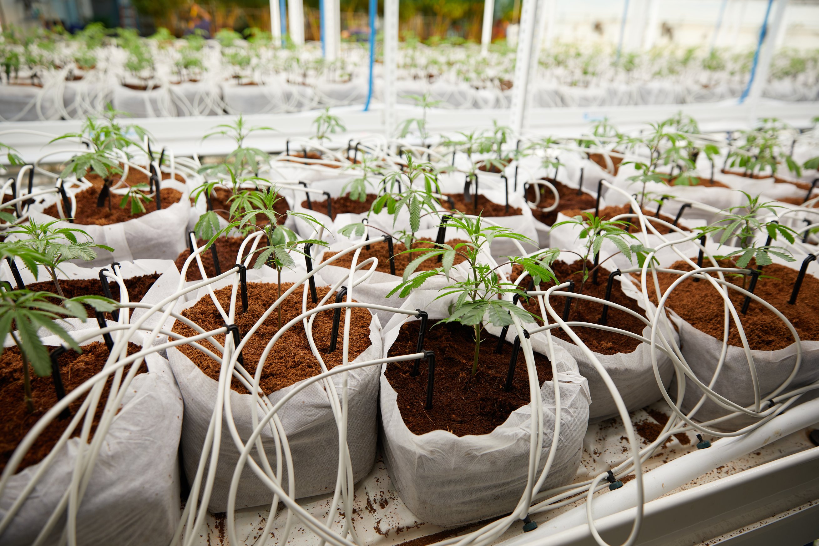 Insights for Growing Cannabis in CoCo: What Cultivators Need to Know