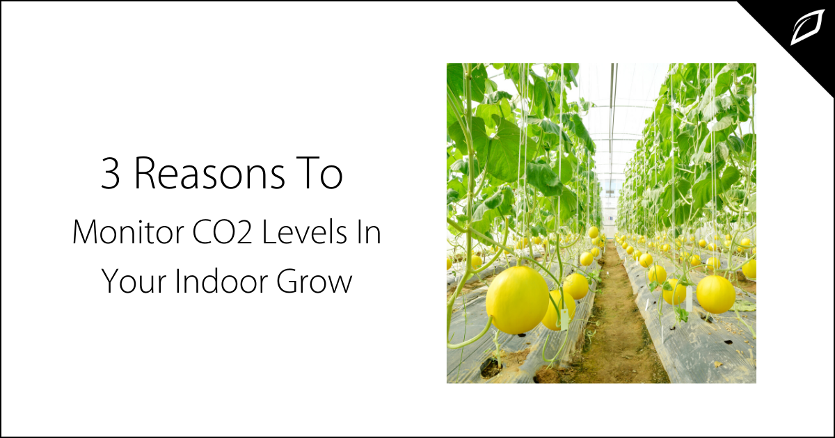 3 Reasons to Monitor CO2 Levels In Your Indoor Grow