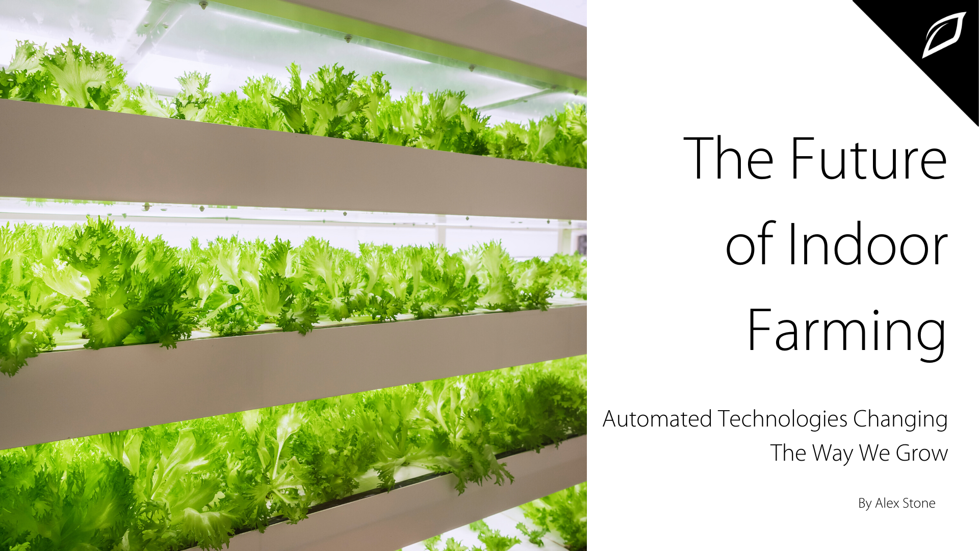 The Importance of Urban Farming