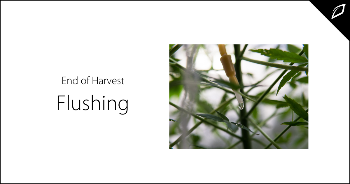 End of Harvest Flushing | Cannabis Growing Tips | Growlink