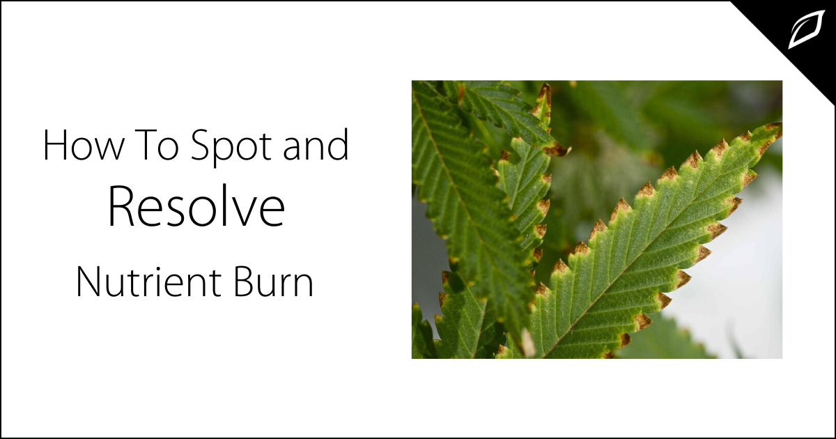 How To Spot And Resolve Nutrient Burn | Growlink