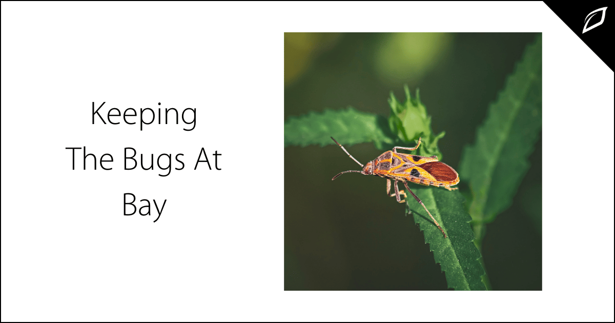 Keeping Bugs On Crops At Bay | Grow Room Pest Control | Growlink