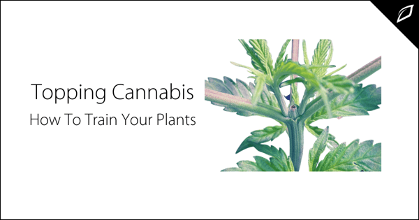Topping Cannabis